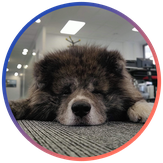 UbiCast - La vidéo, un outil pour capter et transmettre le savoir